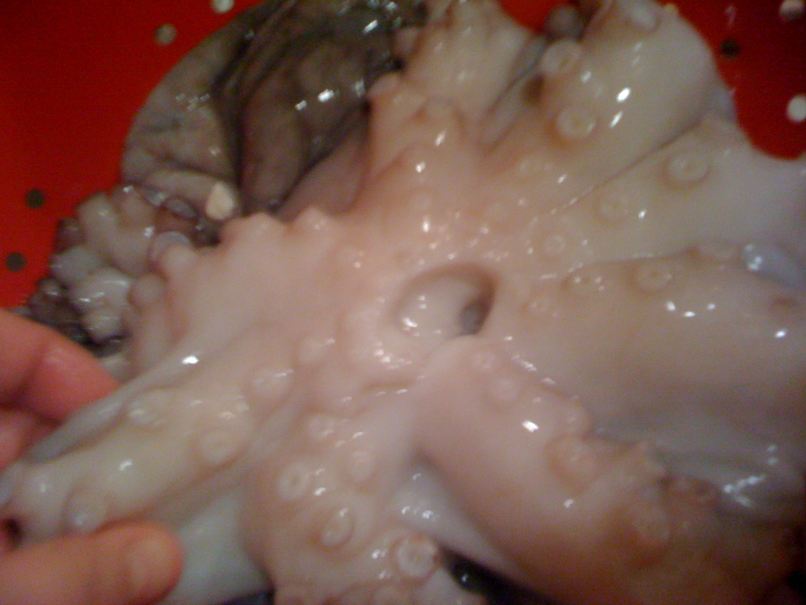 How to boil an Octopus | cooklikejapanese