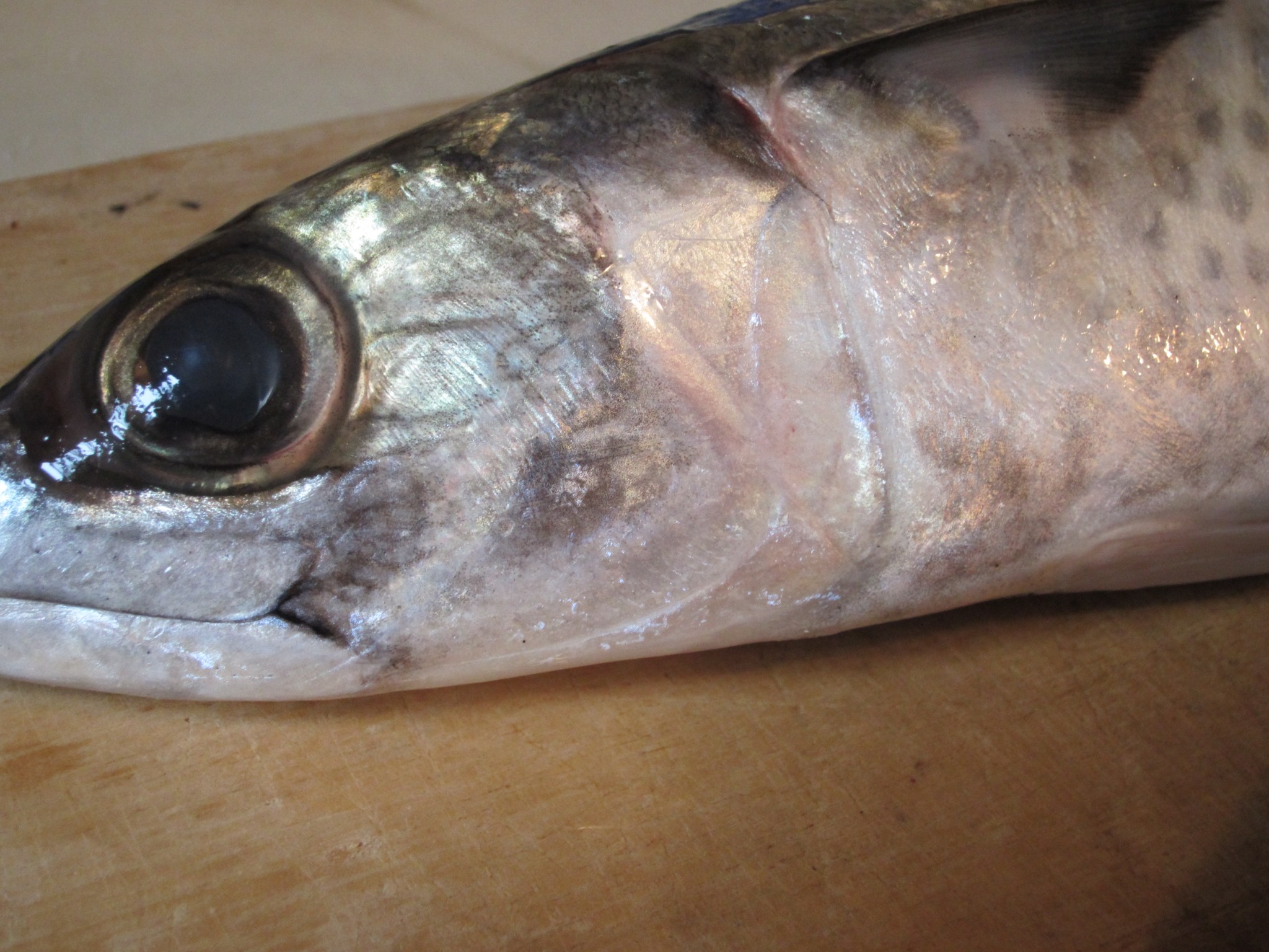Shime Saba: Japanese Marinated Mackerel | cooklikejapanese